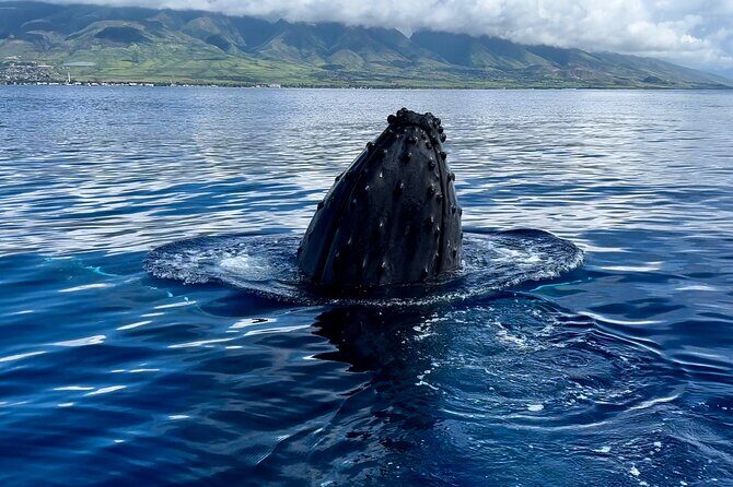 Maui Mid Day Magic Whale Watch - Final Thoughts