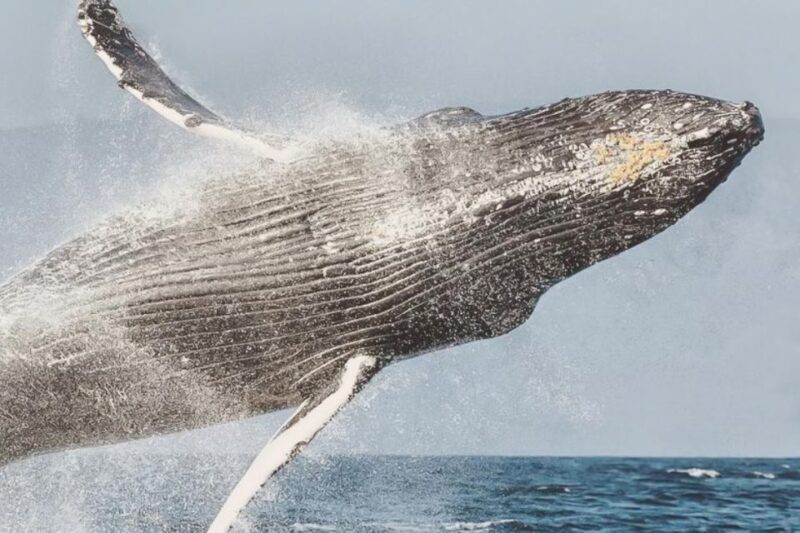 Maui: Midday Sail with the Whales Malaea Harbor - Setting Sail from Malaea Harbor – What to Expect