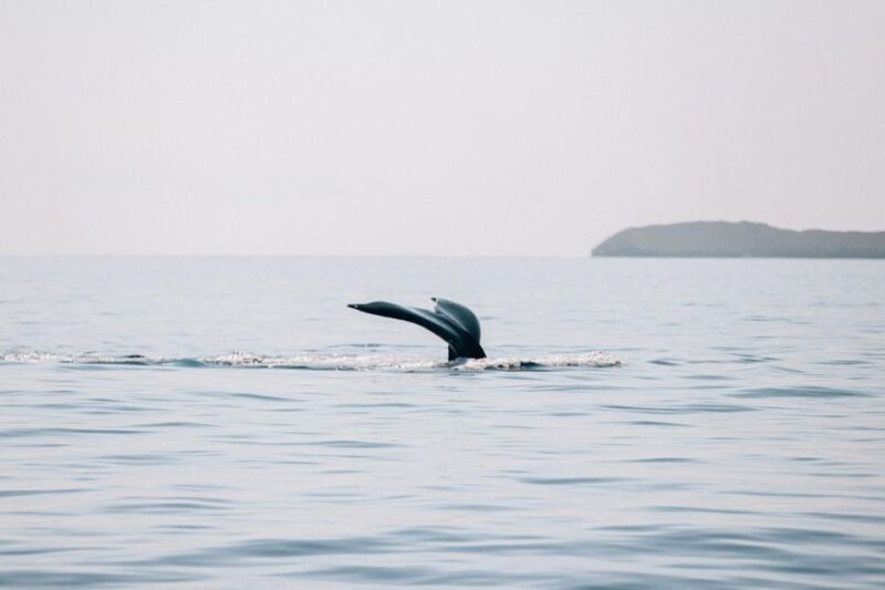 Maui: Midday Sail with the Whales Malaea Harbor - Insights from Guest Reviews