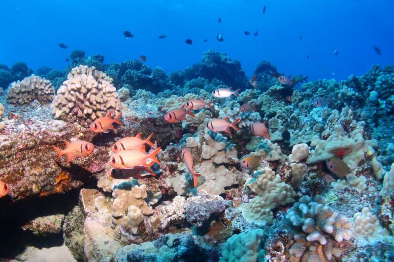 Maui: Molokini Snorkel and Performance Sail with Lunch - The Authentic Experience You Can Expect