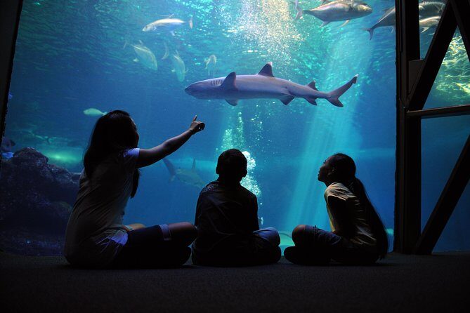 Maui Ocean Center All Day Admission Ticket - First Impressions and Entry