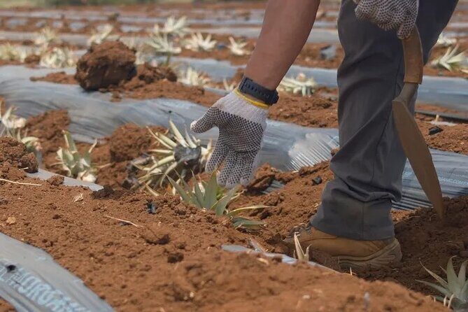 Maui Pineapple Planting Experience - A Closer Look at the Maui Pineapple Planting Experience