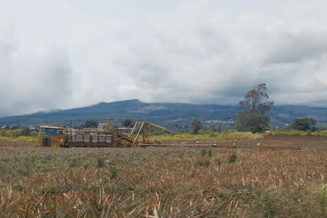 Maui Pineapple Planting Experience - FAQ