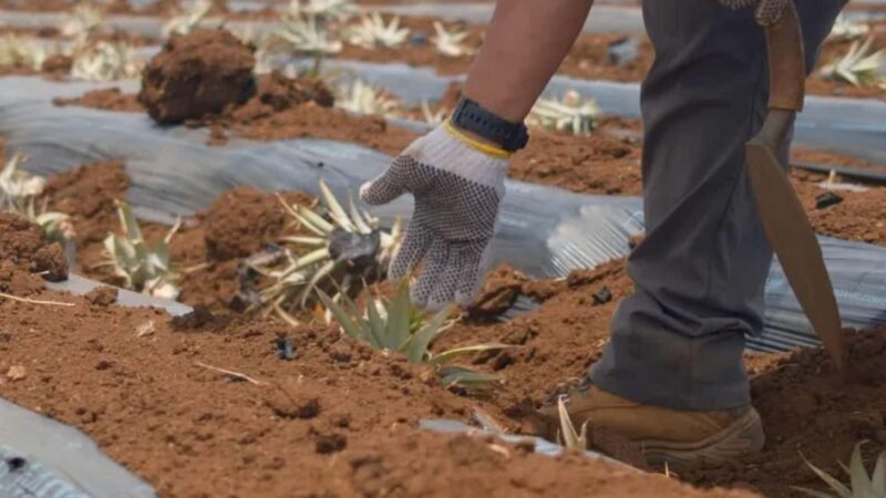 Maui: Pineapple Planting Experience - Introduction: A Fresh Take on Mauis Pineapple Heritage