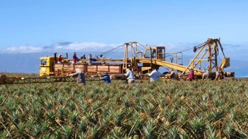 Maui: Pineapple Planting Experience - The Sum Up: Is This Tour Worth It?