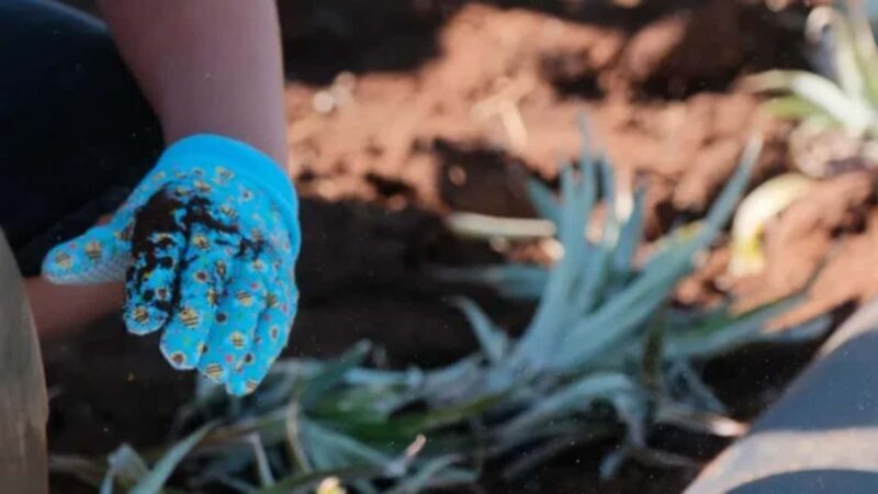 Maui: Pineapple Planting Experience - FAQ