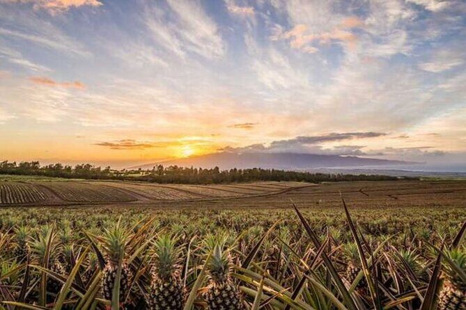 Maui Pineapple Tour: Farm and Feast Experience - A Deep Dive into the Maui Pineapple Farm and Feast Tour