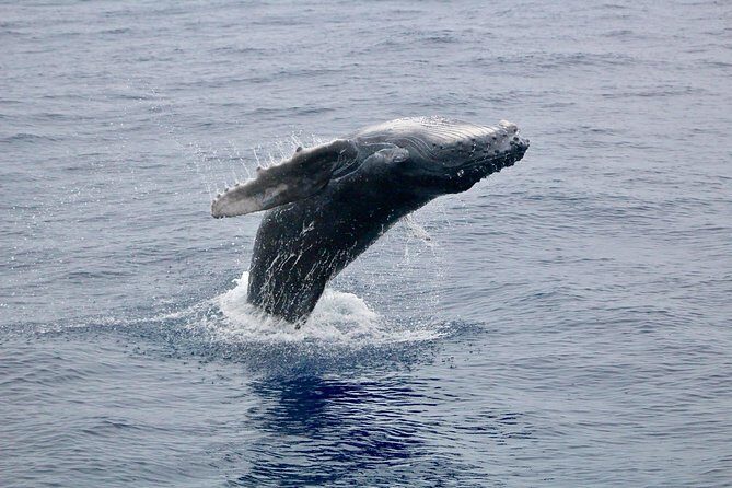 Maui Premium Sunset Dinner Cruise & Whale Watch - The Onboard Experience: Comfort and Education