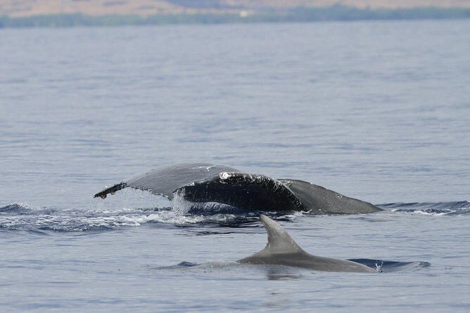 Maui Premium Sunset Dinner Cruise & Whale Watch - The Sum Up: Is It Worth It?