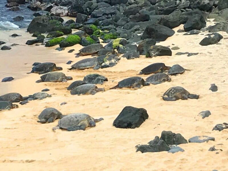 Maui: Private Halfway to Hana Tour - Analyzing the Price and Value