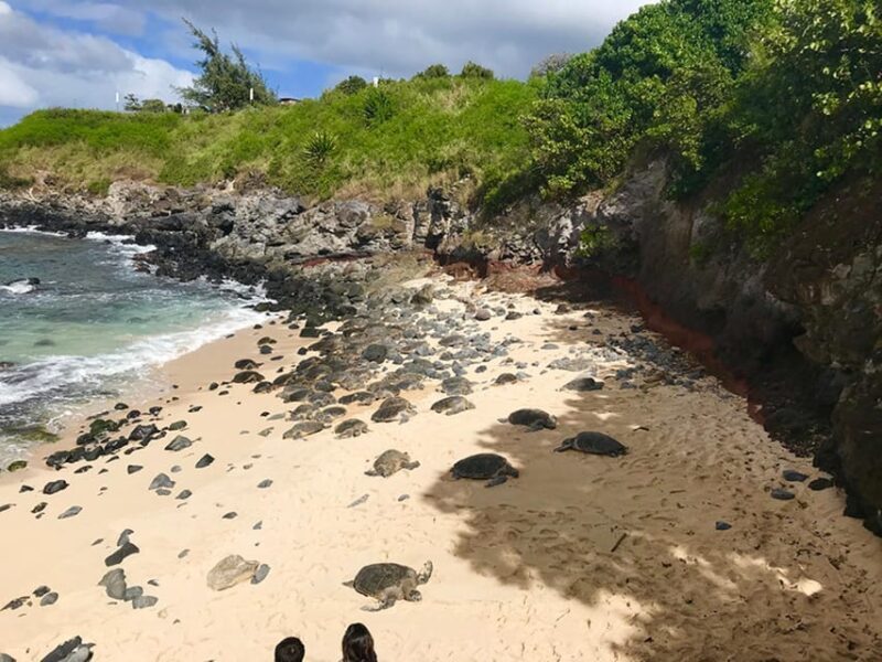 Maui: Private Halfway to Hana Tour - Concluding Thoughts