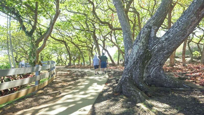 Maui: Private Road to Hana Rainforest and Waterfall Tour - Concluding Thoughts