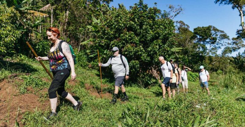 Maui: Rainforest Waterfalls Guided Hike with Picnic Lunch - Explore Maui’s Natural Beauty on a Guided Waterfalls Hike