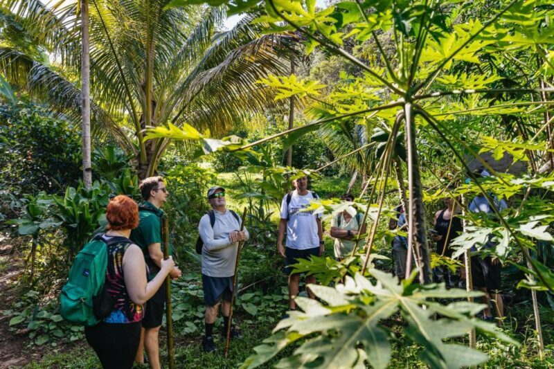 Maui: Rainforest Waterfalls Guided Hike with Picnic Lunch - Final Thoughts: Why Choose This Tour?