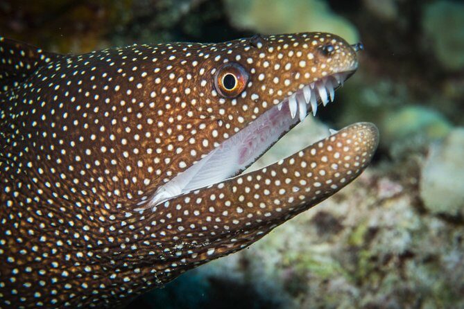 Maui Scuba Diving Introductory Lesson from Lahaina - Final Thoughts