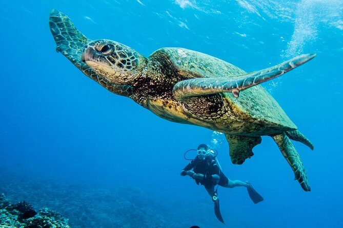 Maui Scuba Diving Introductory Lesson from Lahaina - FAQ