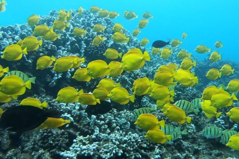 Maui: Semi-Private 3 Hour Eco-Raft Turtle Snorkel Tour - The Itinerary: A Closer Look