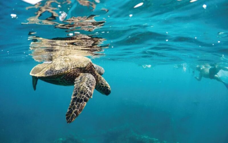 Maui: Semi-Private 3 Hour Eco-Raft Turtle Snorkel Tour - Frequently Asked Questions (FAQs)