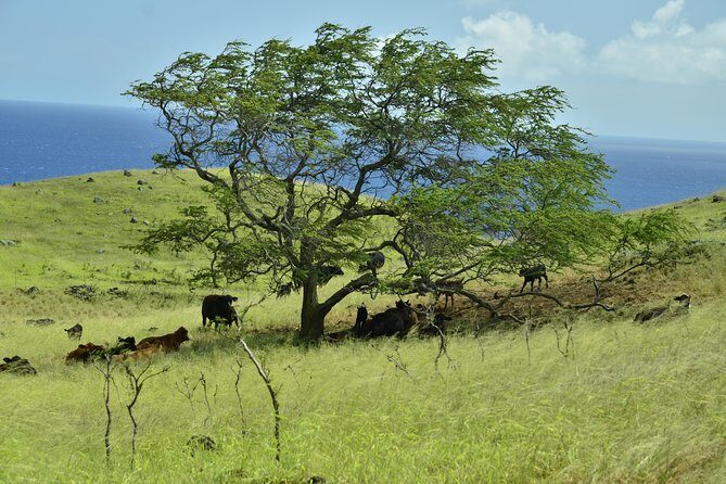 Maui Shore Excursion : Road to Hana Day Trip P/up Ka'anapali - FAQs