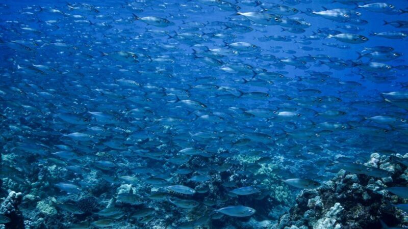 Maui: Small Group Shark & Turtle Scuba Dive from Shore - The Real Experience: What Divers and Sightseers Say