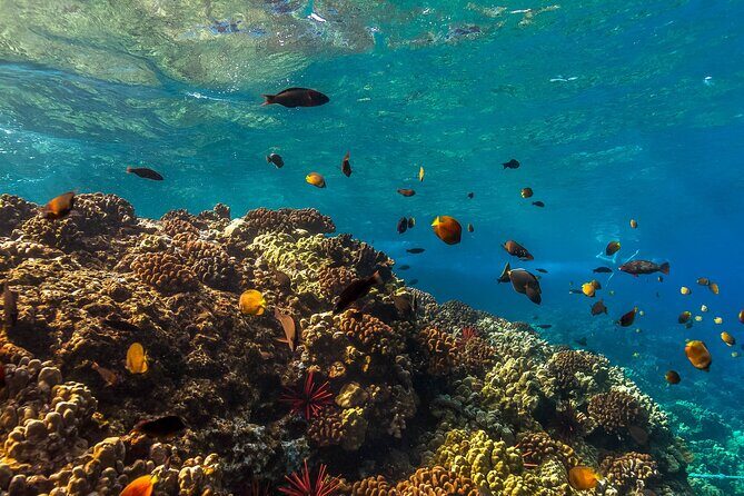 Maui Snorkel and Sunset Sail - Food, Drinks, and Comfort