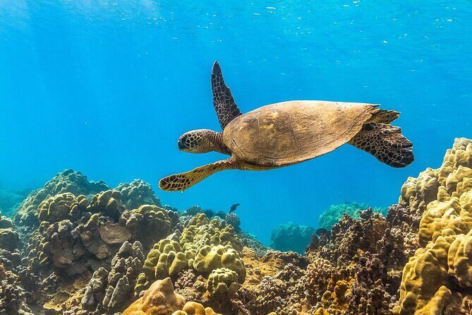Maui Snorkel and Sunset Sail - Practical Considerations