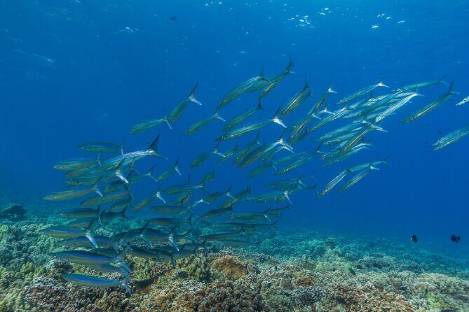 Maui Snorkel and Sunset Sail - Who Should Consider This Tour?