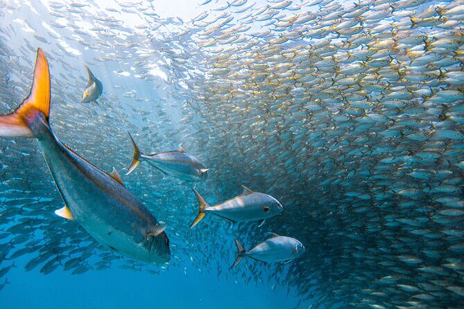 Maui Snorkel Sail Adventure with Lunch and Whale Watching - Seasonal and Special Highlights