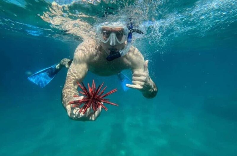 Maui: Snorkel with Turtles and Picnic Tour - A Closer Look at the Maui Snorkel Experience