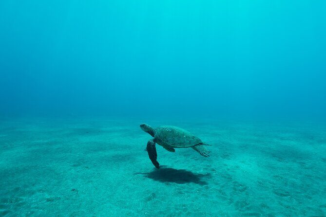 Maui Snorkeling Boat Tour to Turtle Town Aboard Quicksilver - Who Will Love This Tour?