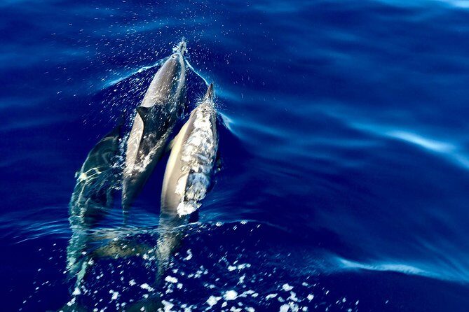 Maui Snorkeling Boat Tour to Turtle Town Aboard Quicksilver - FAQ