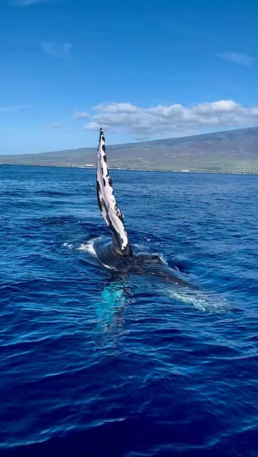 Maui: Sunrise Whale Watch - Key Points