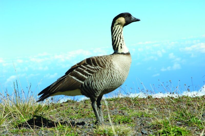 Maui: Sunset & Dinner Tour to Haleakala National Park - Frequently Asked Questions (FAQs)