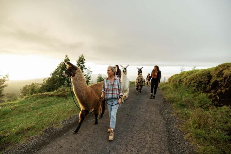Maui: Sunset Llama Trek on Haleakala - Key Points