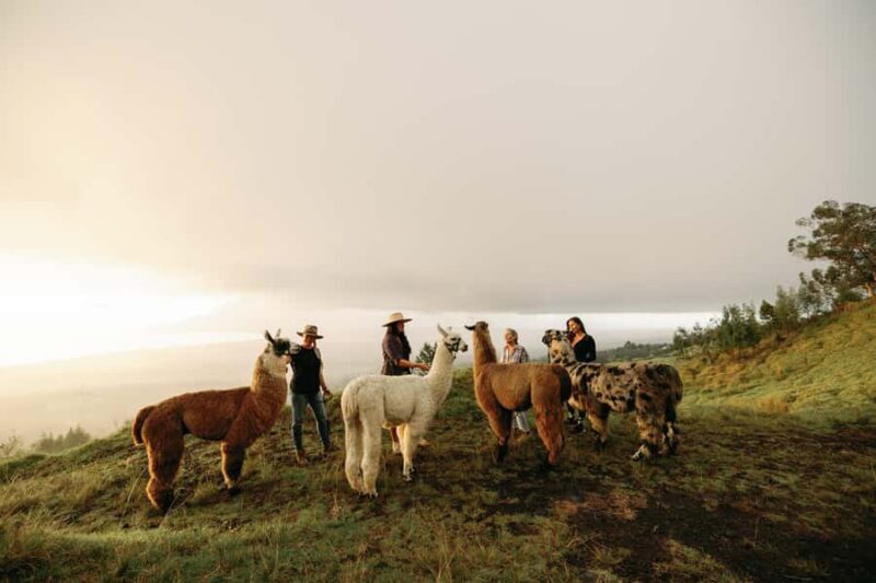 Maui: Sunset Llama Trek on Haleakala - What Makes This Tour Special