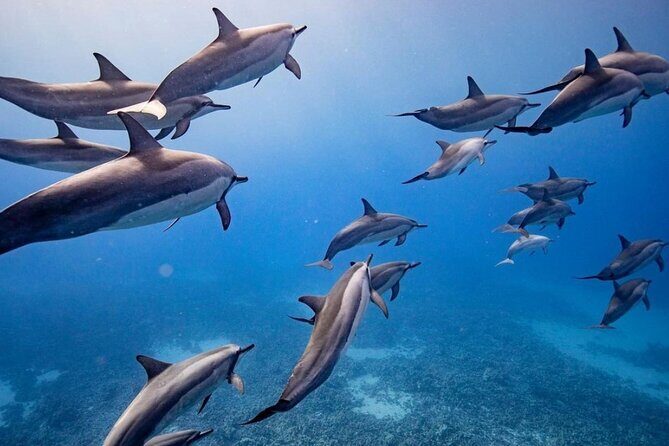 Maui to Lanai Semi-Private Eco Raft Snorkel & Dolphin Tour - An Introduction to the Tour