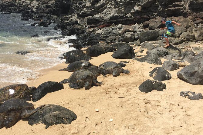 Maui Tour : Road to Hana Day Trip from Lahaina with Pick-up - Frequently Asked Questions