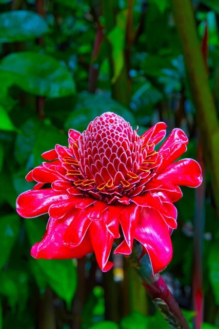 Maui Tropical Rainforest Eco Tour with Lunch - An In-Depth Look at the Tour Experience