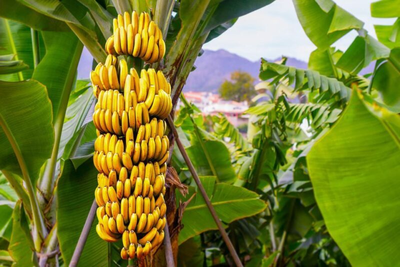 Maui Tropical Rainforest Eco Tour with Lunch - Final Thoughts