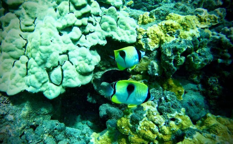 Maui: Turtle Town Snorkeling Tour with a Marine Biologist - Exploring Mauis Underwater Wonders
