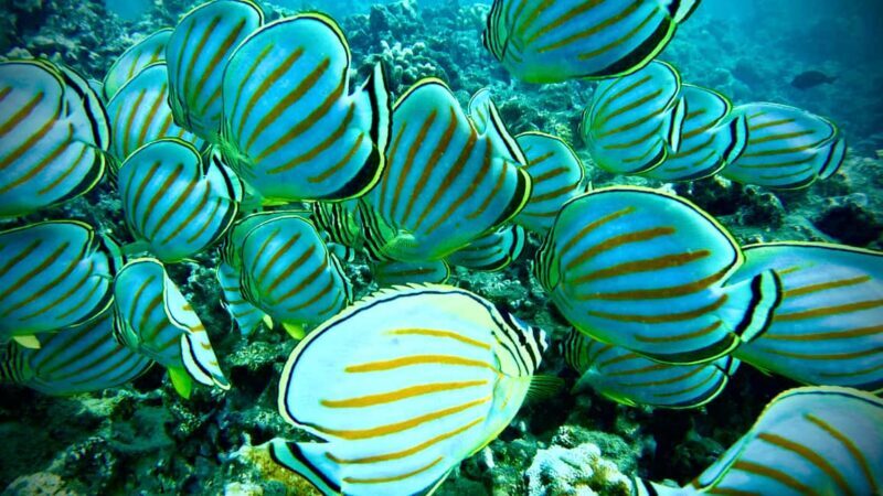 Maui: Turtle Town Snorkeling Tour with a Marine Biologist - Itinerary Breakdown