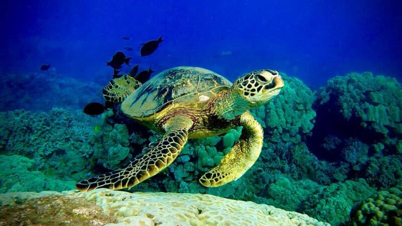 Maui: Turtle Town Snorkeling Tour with a Marine Biologist - Practical Considerations