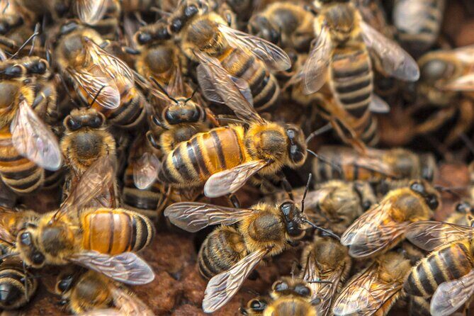 Maui Upcountry Drive, Haleakala NP & Ocean Vodka Distillery Tour - End the Day at Ocean Vodka’s Breathtaking Sunset