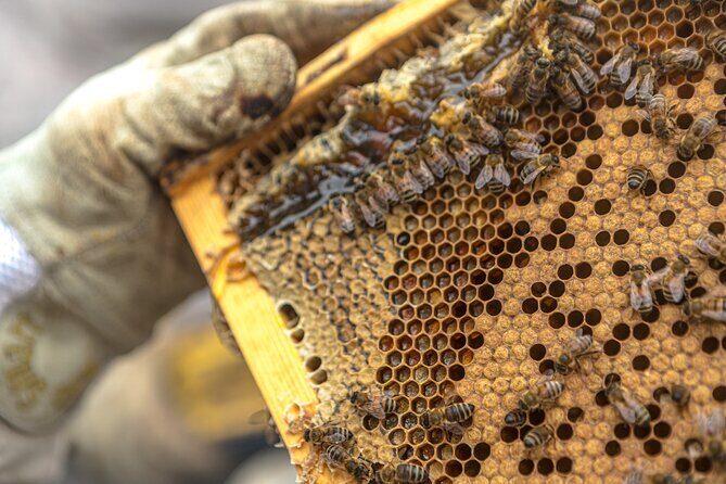 Maui Upcountry Drive, Haleakala NP & Ocean Vodka Distillery Tour - The Value of the Experience