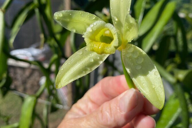 Maui Vanilla Farm Private Tour - Key Points