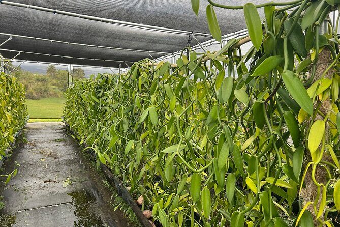 Maui Vanilla Farm Tour Discover Organic Farming and Tasting - Exploring the Maui Vanilla Farm Tour
