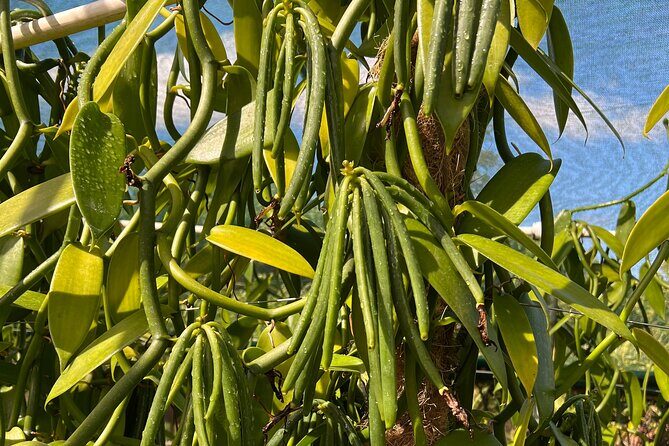 Maui Vanilla Farm Tour Discover Organic Farming and Tasting - Frequently Asked Questions