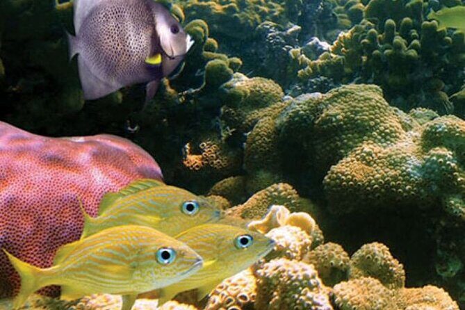 Mauna Kea 2hr One Stop Sealife Snorkel Adventure - Frequently Asked Questions