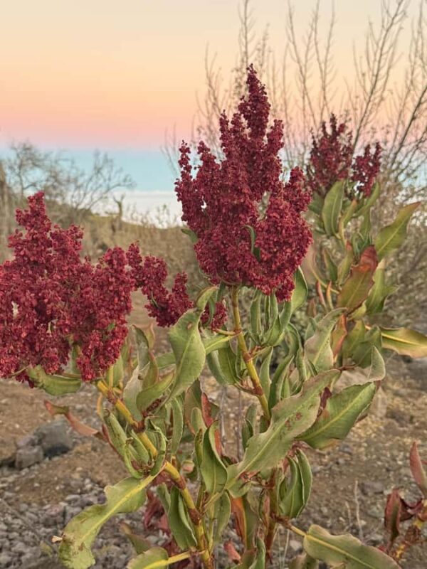 Mauna Kea: Sunset and Star Rise Hike with Native Hawaiian - Key Points