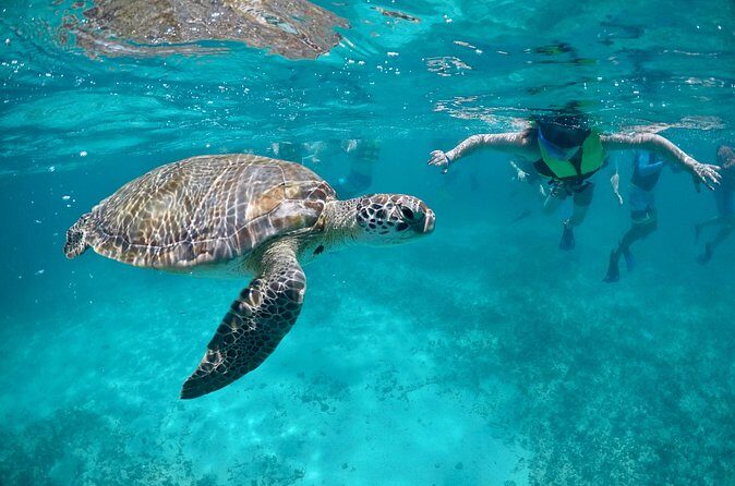Mayan snorkeling (Akumal-Cenote-Caverna) - What Reviewers Love Most